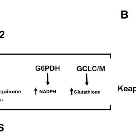 Activation And Function Of Nrf2 A Nrf2 Activation Induces The