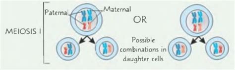 Genetic Variation Flashcards Quizlet