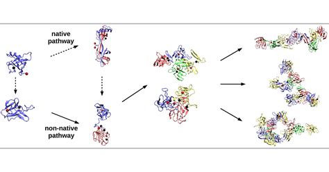 Assembly Of Stefin B Into Polymorphic Oligomers Probed By Discrete