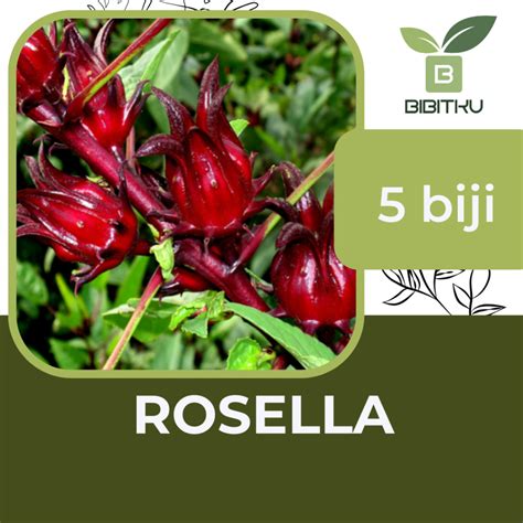 Jual Benih Bunga Rosella Rosela Merah Shopee Indonesia