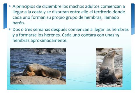 Ppt El Lobo Marino Powerpoint Presentation Free Download Id2698560