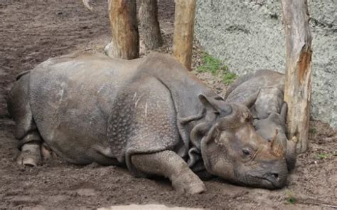 Zoo Basel Basel Visitor Information And Reviews Zoo Basel Basel Visitor Information And Reviews