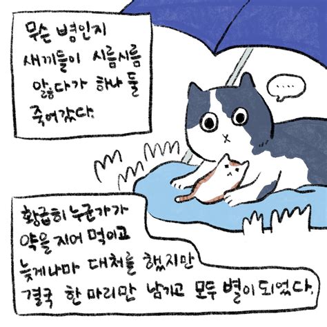 우리동네 고양이 이야기