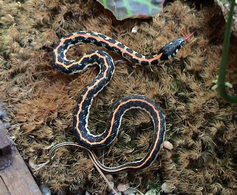 Venomous Snakes Of Colorado Krebs Creek