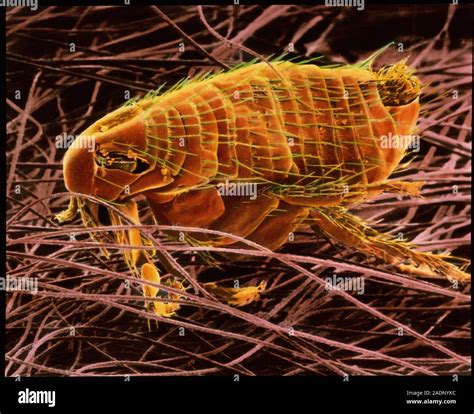Rat Flea Coloured Scanning Electron Micrograph Of The Rat Flea