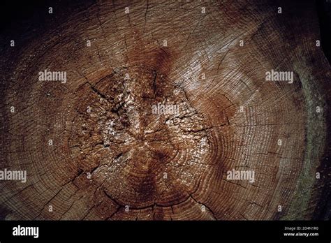 Closeup Of A Tree Stump With Brown White Textures Stock Photo Alamy