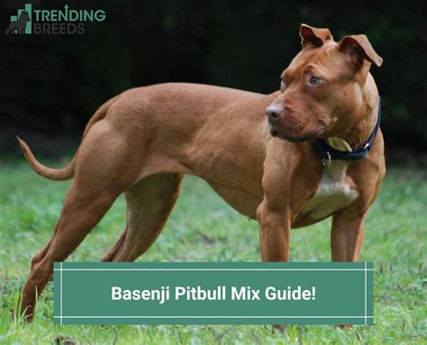 Basenji Pitbull Mix Guide 2024
