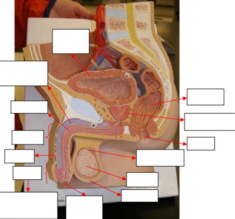 Lab Prac Male Diagram Quizlet