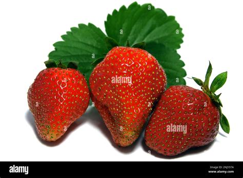 Hybrid Strawberry Garden Strawberry Fragaria X Ananassa Fragaria