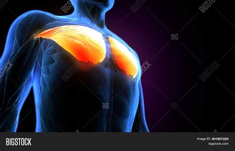 3d Illustration Image And Photo Free Trial Bigstock