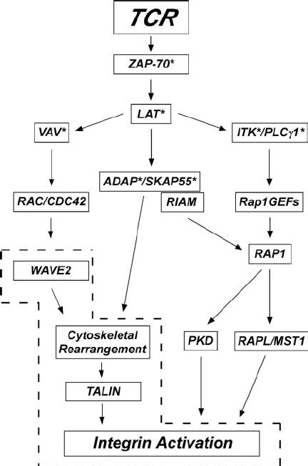 Signaling Cascades Required For TCR Mediated Integrin Activation Download Scientific Diagram