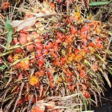 Palm Oil Fruit Object Detection Dataset By Palm Oil Fruit