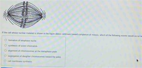 If The Cell Whose Nuclear Material Is Shown In The Figure Above Continues Toward Completio Algebra