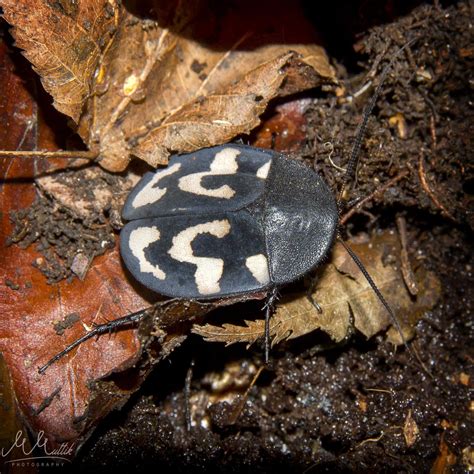 Got Questions Mark Can Answer Them Therea Olegrandjeani Question