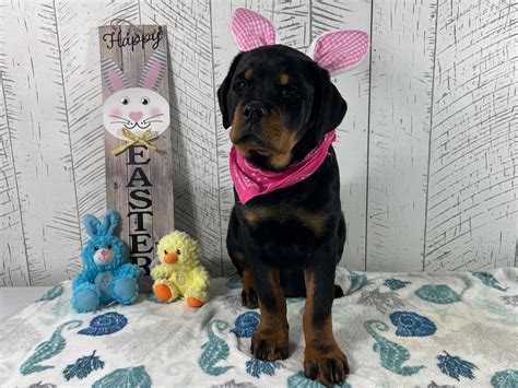 Chesterville Barn Puppies Josie The Cutest Rottweiler Easter Bunny