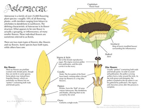 Asteraceae Flower Parts Diagram Labeled And Explained