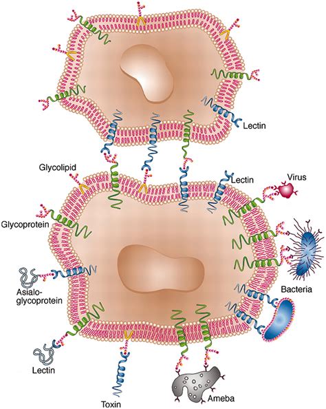 What Is Lectin What Are Lectin Foods Is It Bad