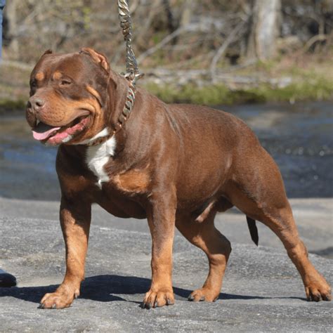 American Bully Tri Color