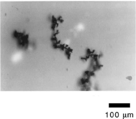 Optical Microscope Image ͑ Differential Interference Contrast ͒ Of Download Scientific Diagram