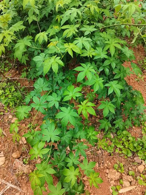 [甜茶批发]广西来宾金秀县甜茶 45 00元 斤甜茶 刺儿茶 一亩田