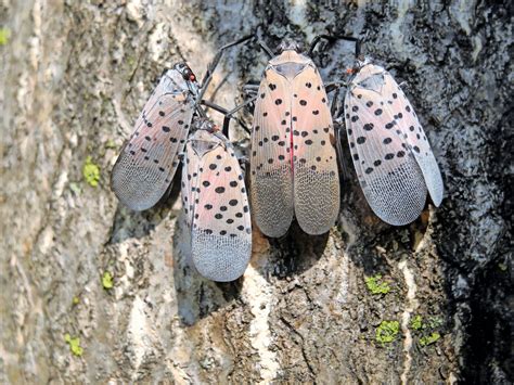 Spotted Lanternfly