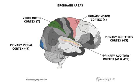 Primary Olfactory Cortex Brodmann Area