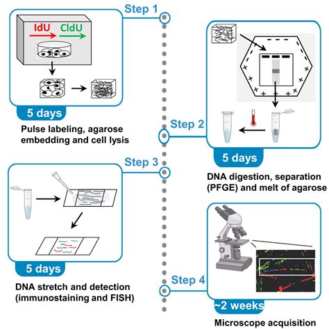 Cell Press Star Protocols