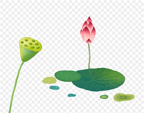 연잎 일러스트 로터스 연잎 연밥 Png 일러스트 및 Psd 이미지 무료 다운로드 Pngtree