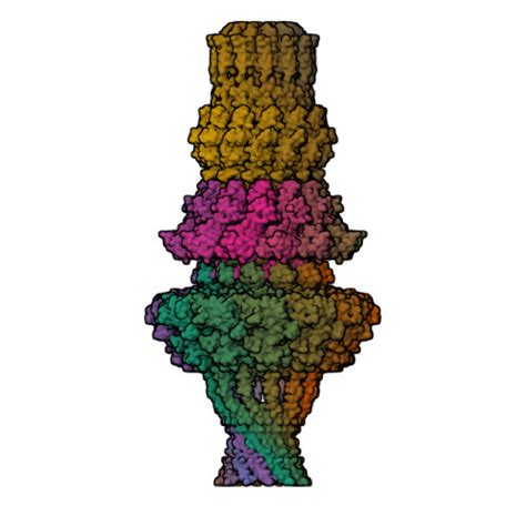 Rcsb Pdb 7wmp Tail Structure Of Helicobacter Pylori Bacteriophage Khp30