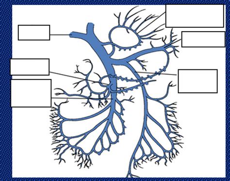 Venous System Diagram Quizlet