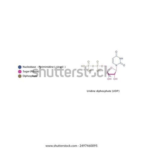 Uridine Diphosphate Udp Skeletal Structure Schematic Stock Vector Royalty Free 2497460095