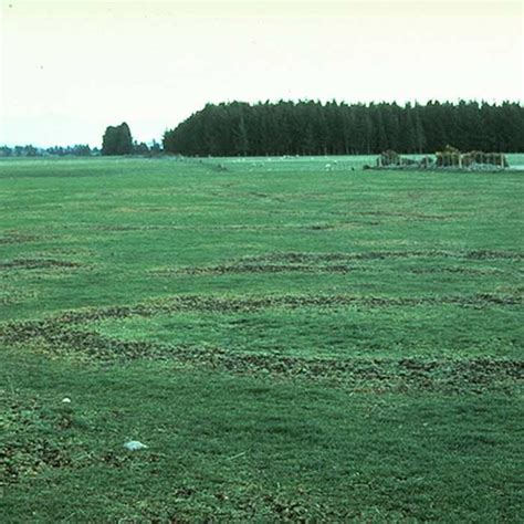 Agpest Grass Grub Brown Beetle Adult