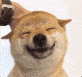 Shiba S Tenor