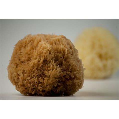 Natural Grass Sponge A Class Natural Grass Sponge A Class