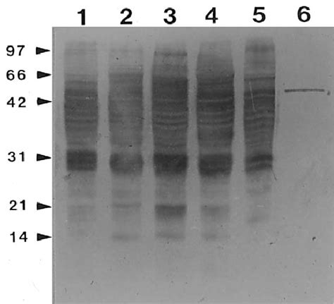 Fig135 14 Figure 24 14 Immunoblot Analysis Of The Cfas From Different Download Scientific