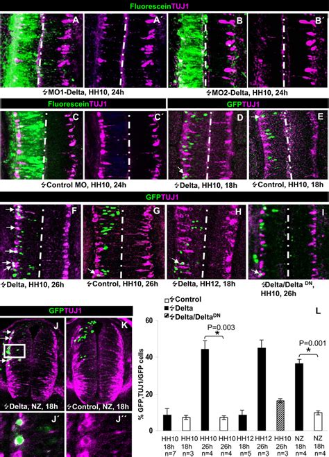 Spatio Temporal Analysis Of Neuronal Generation Induced By Delta 1