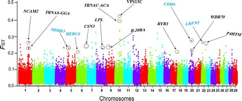 genomic manhattan plot of population differentiation by fst west and