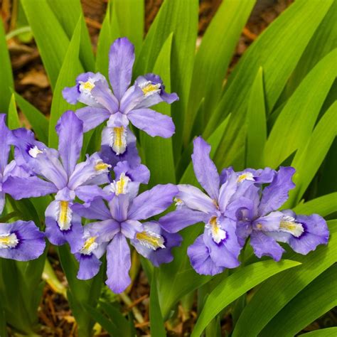 How To Solve Dwarf Crested Iris Problems