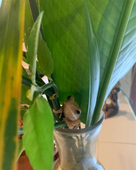 Barbara Hames Hello Thumbelina Aka Laura