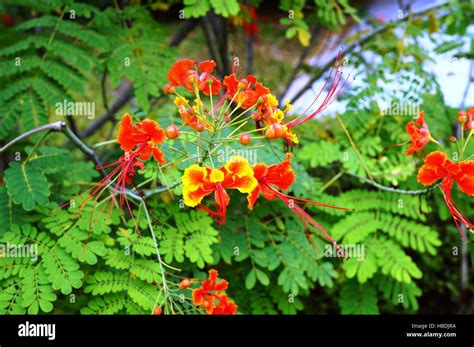 Caesalpinia Pulcherrima