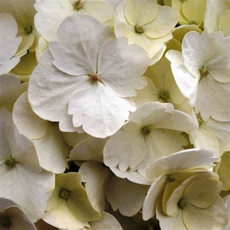 Hydrangea Macrophylla White Ball Warners Nurseries