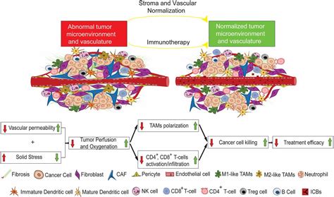 Combining Microenvironment Normalization Strategies To Improve Cancer