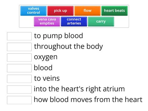 Matching Halves Circulatory System Match Up