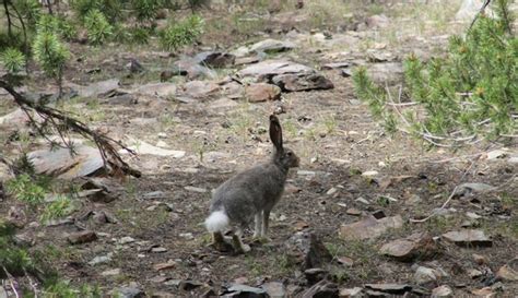 40 Interesting Facts About Jackrabbits Worlds Facts