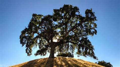 Common Oak Identification Midpeninsula Regional Open Space District