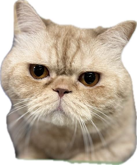 브리티쉬 숏 헤어 치즈 고양이 안심분양 강아지•고양이입양 강아지보호소 고양이보호소 무료분양 아이조아보호소