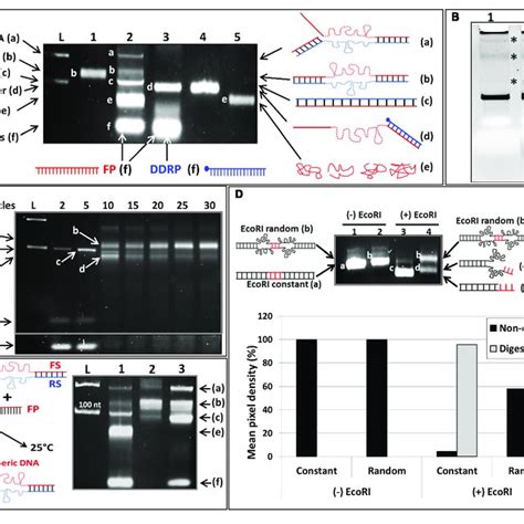 conventional asymmetric pcr vs asymmetric pcr with extra