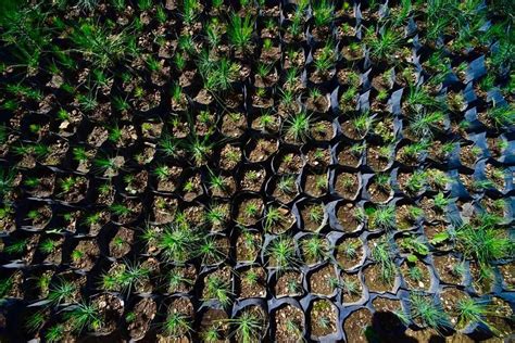 La Mañanera De Amlo Hoy 29 De Noviembre “sorteo De La Lotería