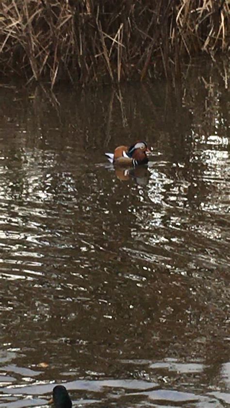 Dave Blant Penwortham 30th October 2021 Fylde Naturalists Walking Group