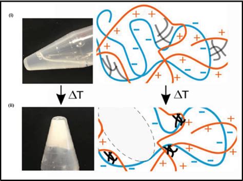 Picture And Proposed Interactions Of The Pe Complex Coacervate I Download Scientific Diagram
